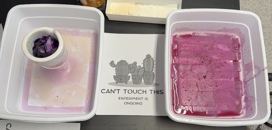 ‘Alaska Blueberries as an Alternative pH Paper’ by Adrian Suladay